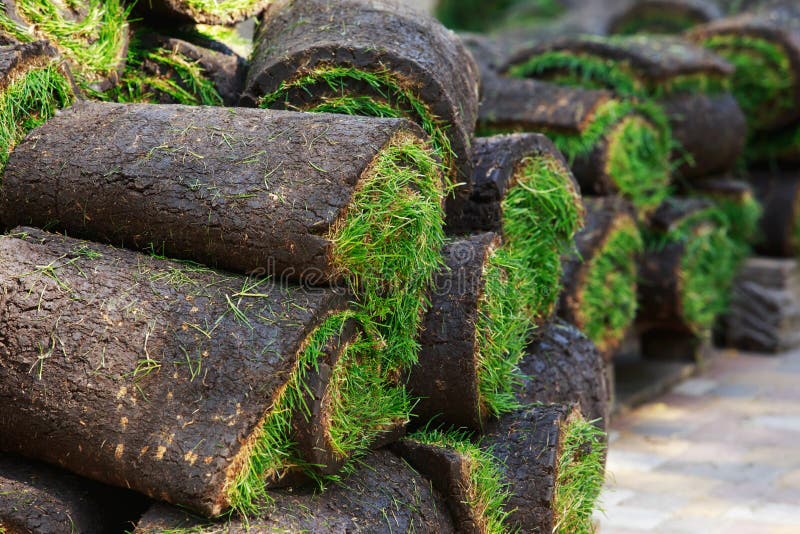 Green lawn grass in rolls stock photo. Image of dirt - 94216488