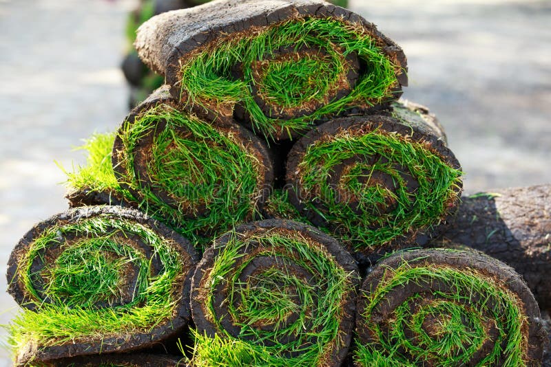 Green lawn grass in rolls stock image. Image of agriculture - 93315815