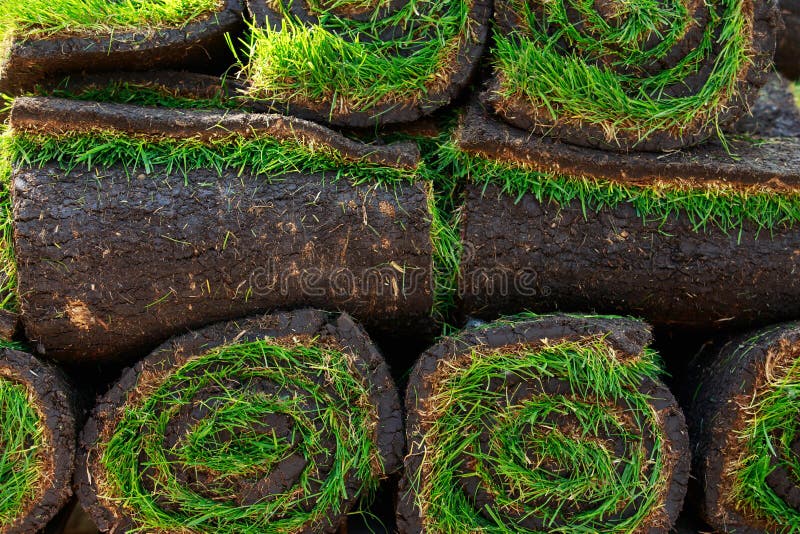 Green lawn grass in rolls stock image. Image of agriculture - 93315815