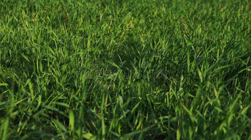 Green Lawn, Grass in Spring. Stock Image - Image of park, freshness ...