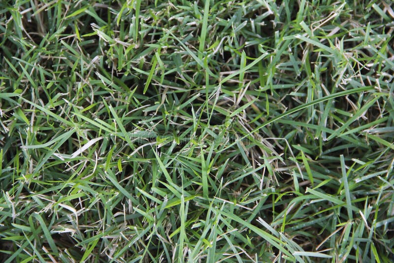 Green Lawn Grass on a Summer Lawn Close-up Stock Photo - Image of ...