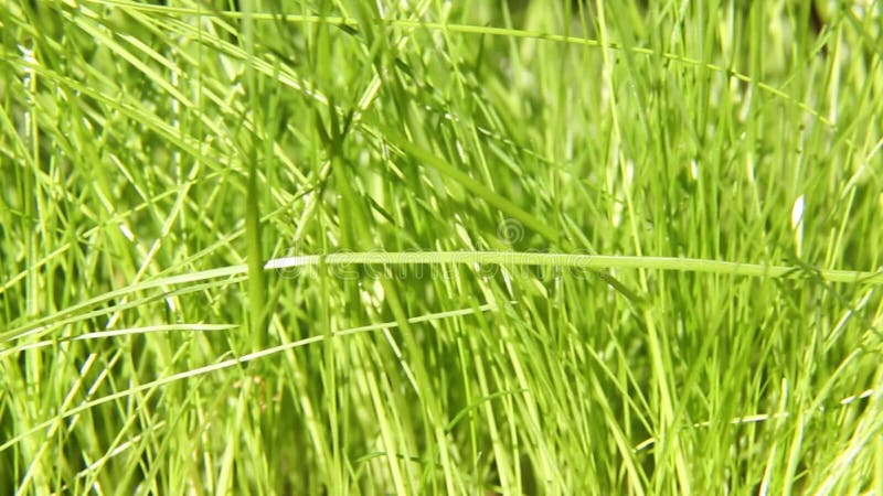 Green Lawn Grass. Young Lawn Grass in Spring. Stock Footage - Video of ...