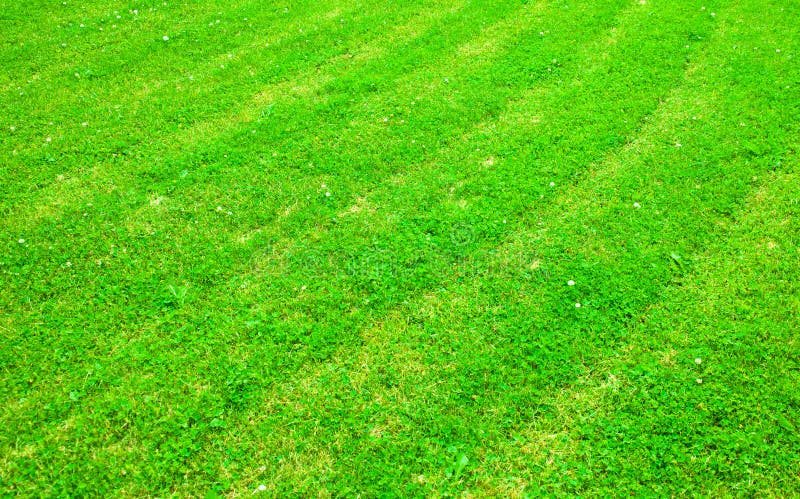 Green lawn stock photo. Image of green, fresh, pattern - 45495062