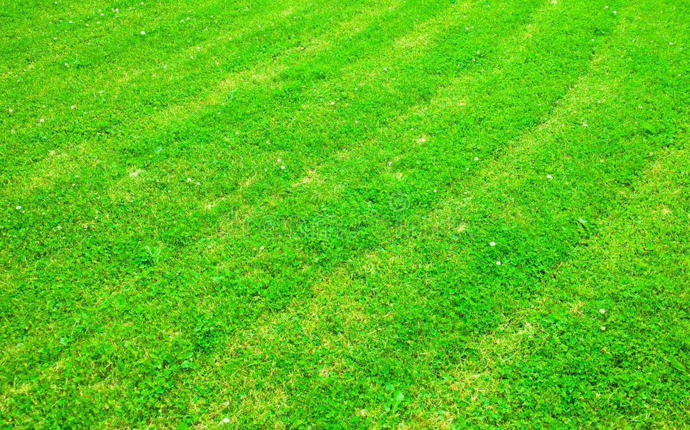 Green lawn stock photo. Image of green, fresh, pattern - 45495062