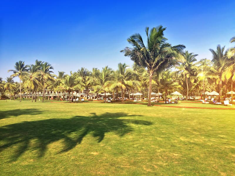 Green Lawn with Palm Trees. Goa Stock Photo - Image of vacation, sunset ...