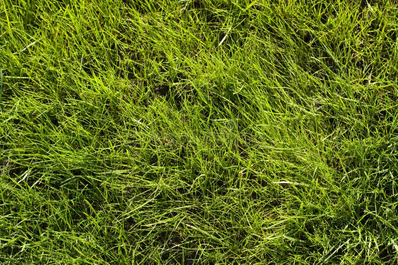 Green lawn pattern stock photo. Image of outside, fresh - 3426808