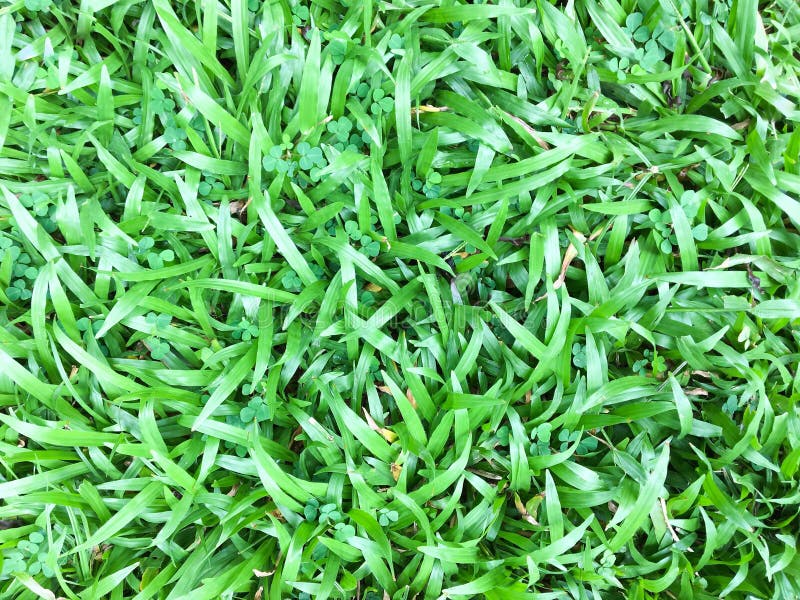 Green Lawn Pattern Textured Background Grass Background. Stock Photo ...