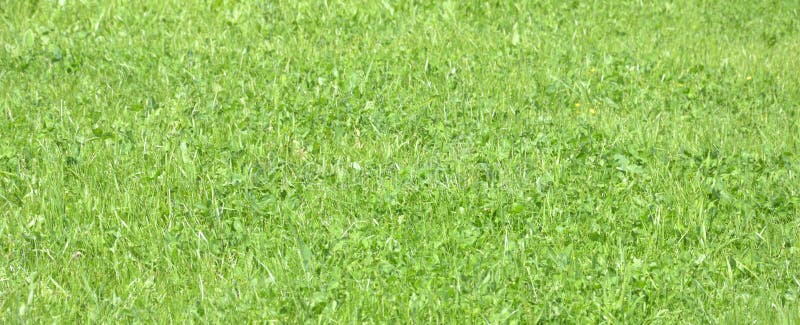 Perspective of Grass on Ground Stock Image - Image of sport, outdoor ...