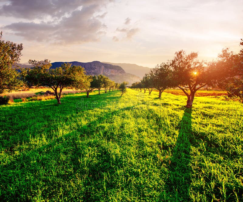 Green Lawn and Rays Breaking through Trees at Sunset. Stock Photo ...