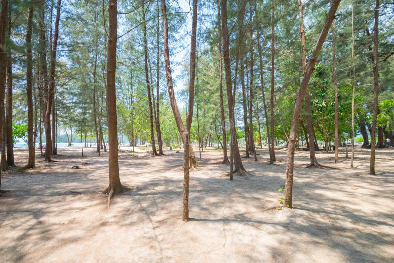 Green Lawn Relaxing Shady Park Stock Image - Image of field, park: 99690299