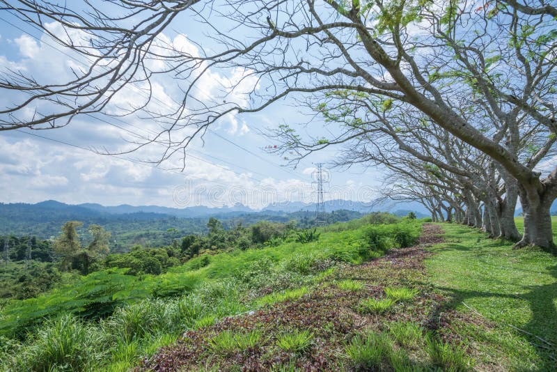 Green Lawn Relaxing Shady Park Stock Image - Image of angle, space ...