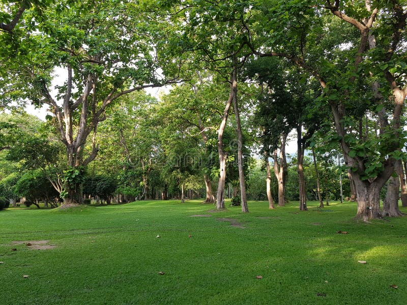 Green Lawn with Shade Trees in a Park Stock Photo - Image of natural ...
