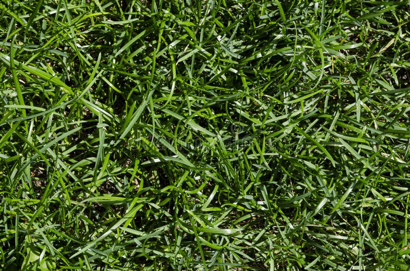 Green Lawn. Green Spring Grass Close Up Stock Photo - Image of closeup ...