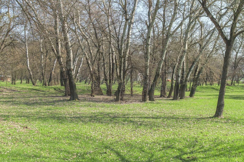 Green Lawn with Trees in Big Public Park Stock Image - Image of idyllic ...