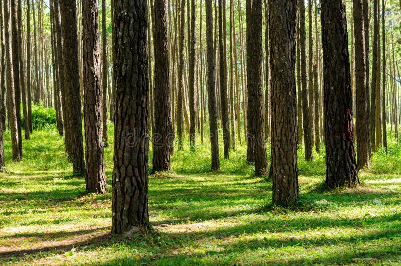 Green Lawn Under Pine Trees Stock Image - Image of beautiful, foliage ...