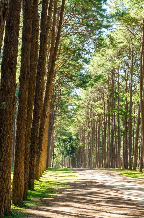 Green Lawn Walkway Under Pine Trees Stock Photo - Image of grass ...