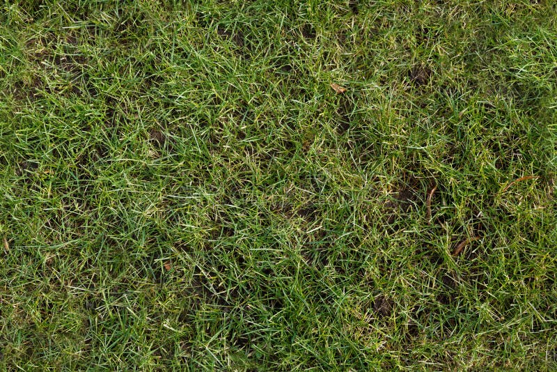 323 Seamless Winter Grass Texture Stock Photos - Free & Royalty-Free ...