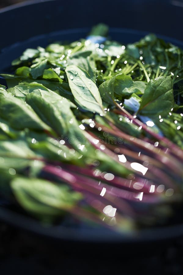 Green Leaf stock photo. Image of food, freshness, leaf - 109908778