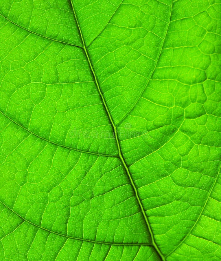 Leaf ribs and veins stock image. Image of shape, plant - 23709433