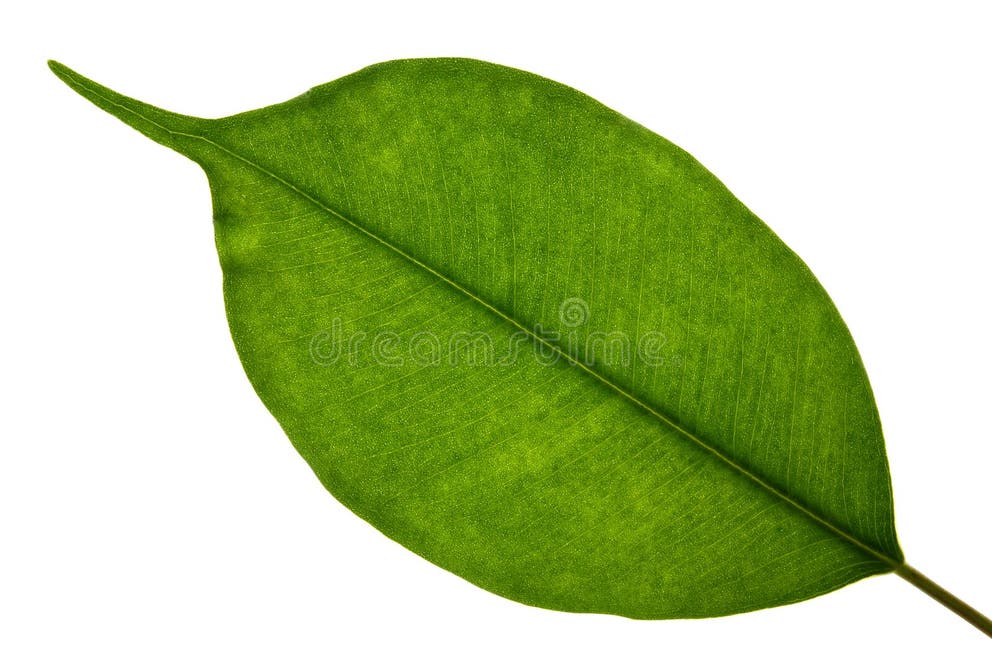 Green leaf stock image. Image of herbs, botany, flora - 1462915