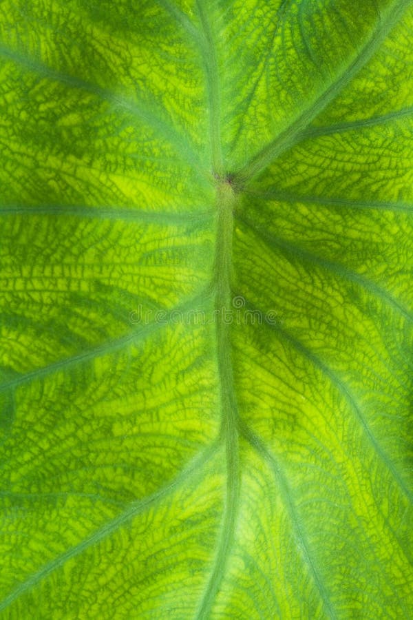 Green leaf stock photo. Image of condensation, life, nature - 15357600