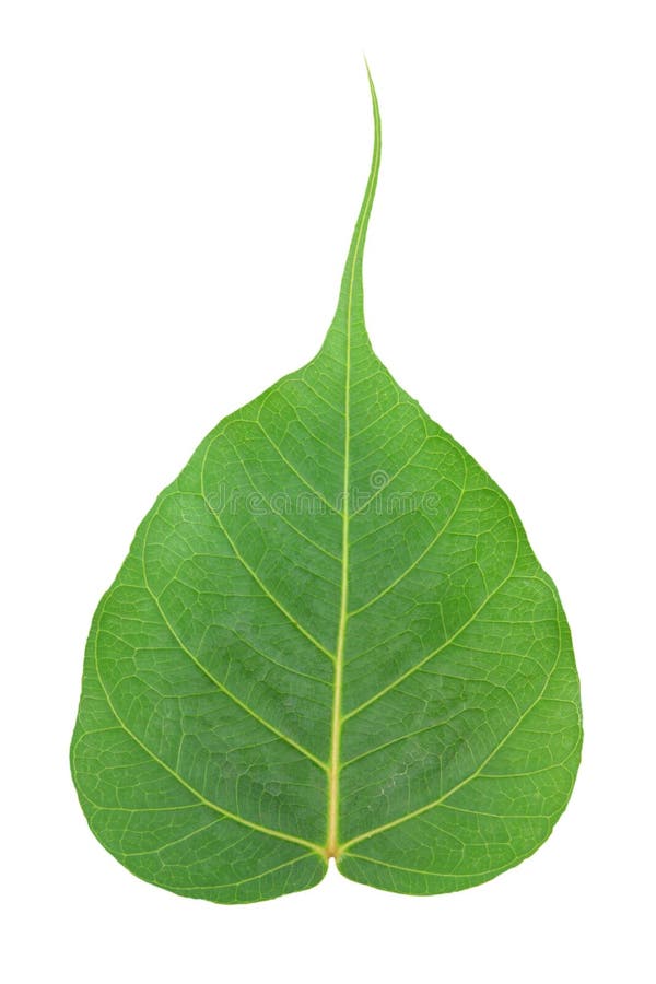 Perfect Leaf stock image. Image of leaf, nature, vivid - 624437