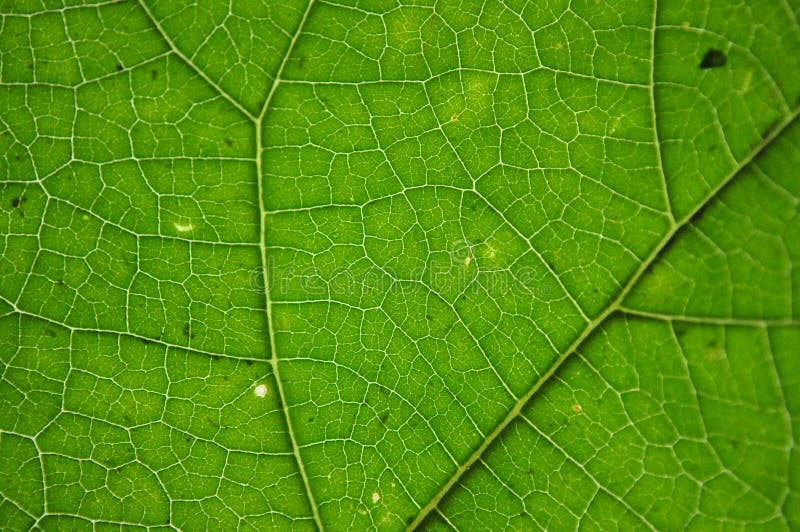 Green Leaf Seamless Texture Stock Photo - Image of macro, green: 35841066