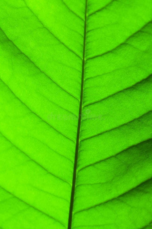 Green leaf stock photo. Image of green, leaf, line, object - 28328238