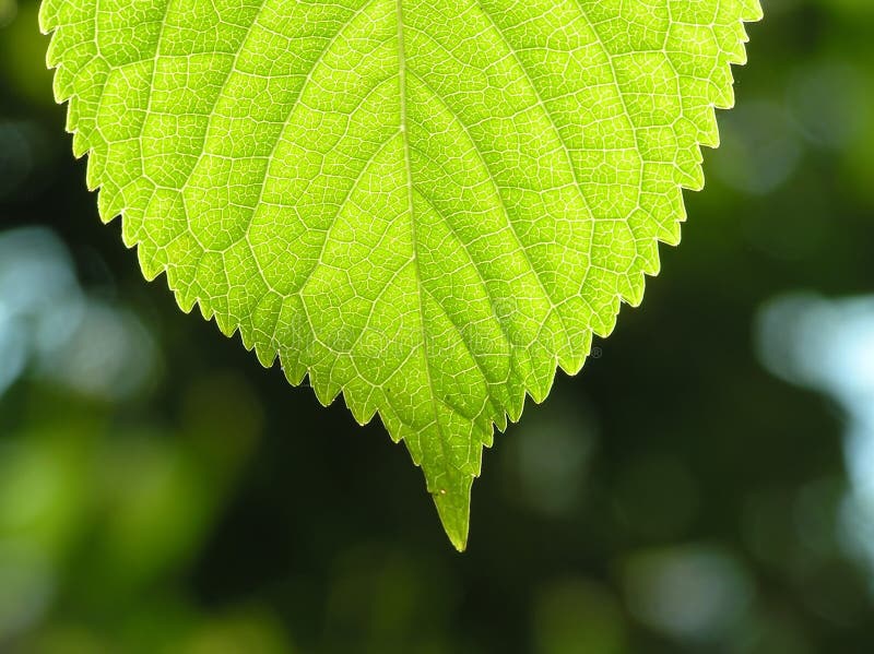 Oak leaf stock photo. Image of detail, garden, object - 2445874