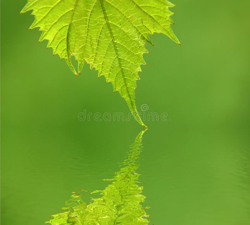 200+ Green leaf reflect Free Stock Photos - StockFreeImages