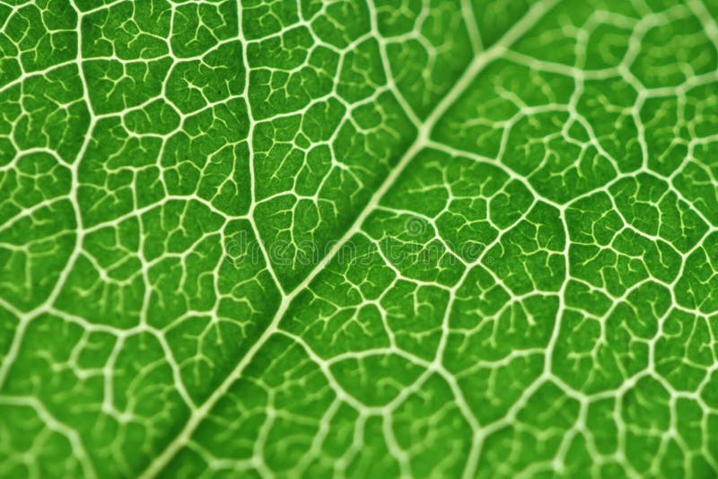 Green Leaf Seamless Texture Stock Photo - Image of macro, green: 35841066