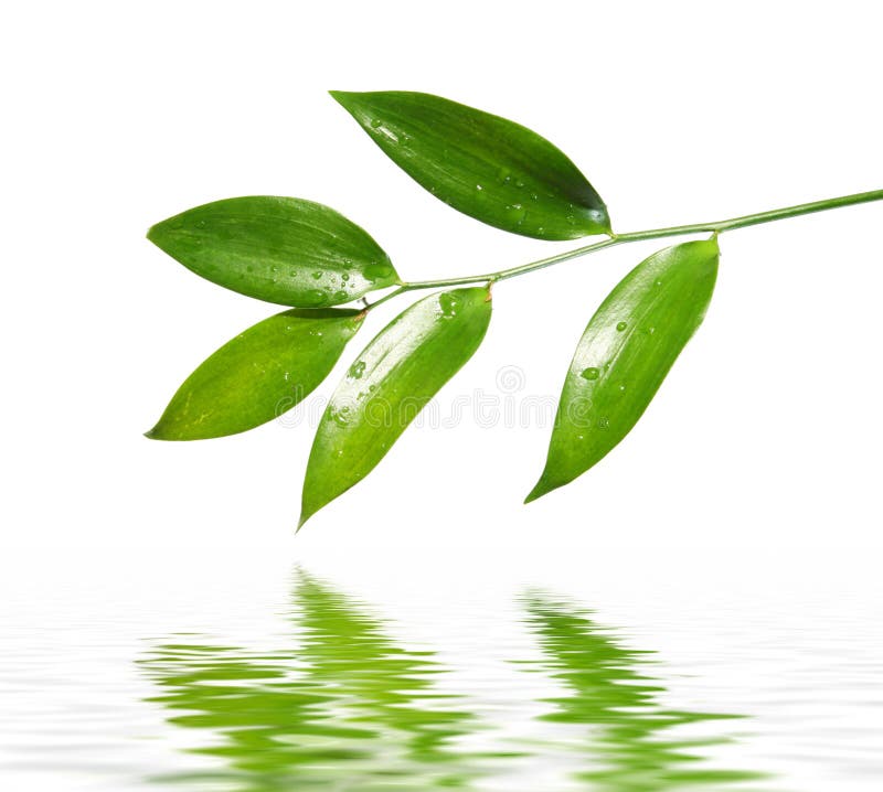 6,519,349 Green Leaf Stock Photos - Free & Royalty-Free Stock Photos ...