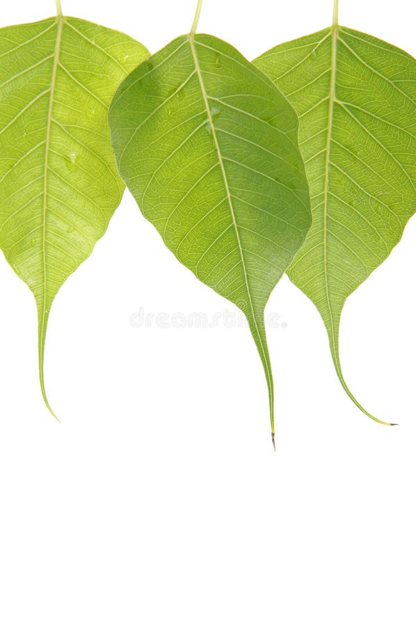 Orchid tree leaf stock photo. Image of orchid, green - 42785308