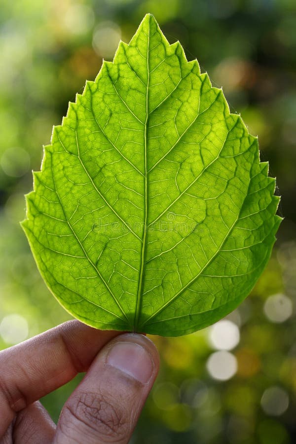 Green leaf stock photo. Image of beauty, background, leaf - 224794