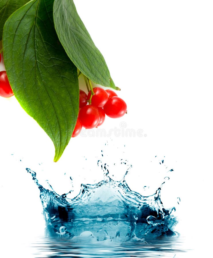 Green leaf. stock photo. Image of flora, splash, refreshed - 7645836