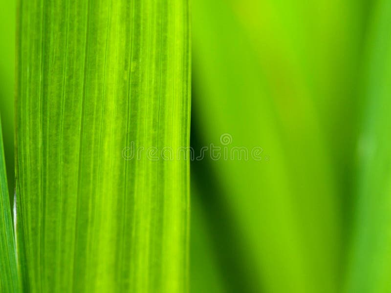 Green Leaf. Abstract Background with Natural Green Plants Stock Image ...