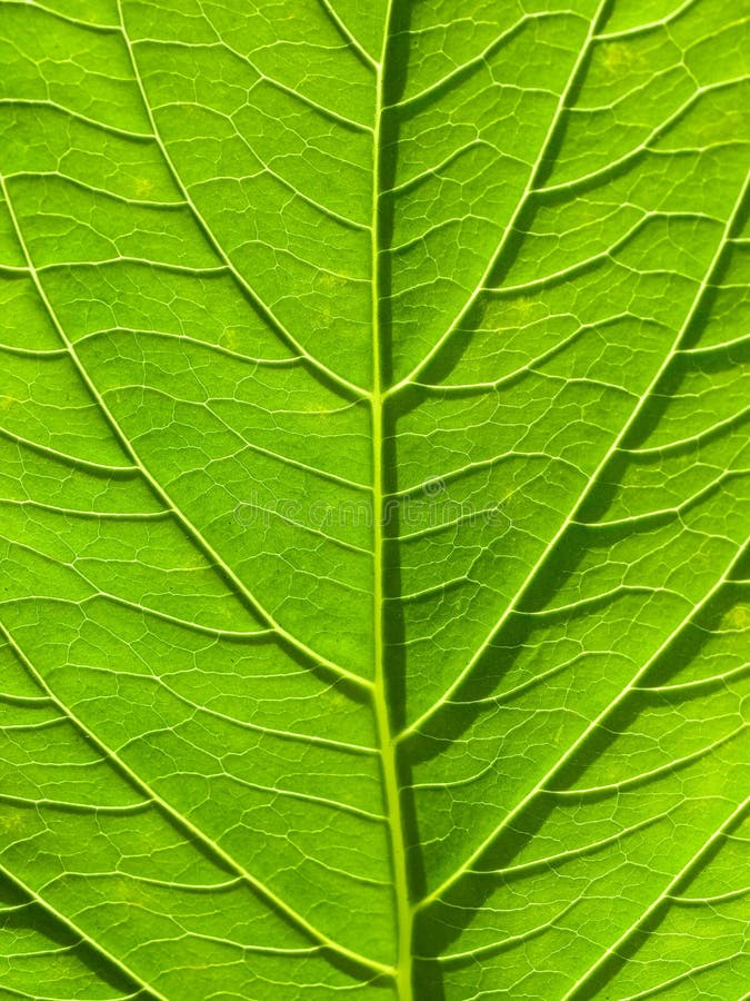 Green leaf background stock image. Image of foliage, close - 10954973