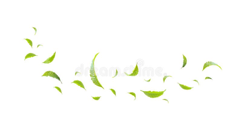 Green Leaf Abstract Design Isolated on White Background for Eco ...