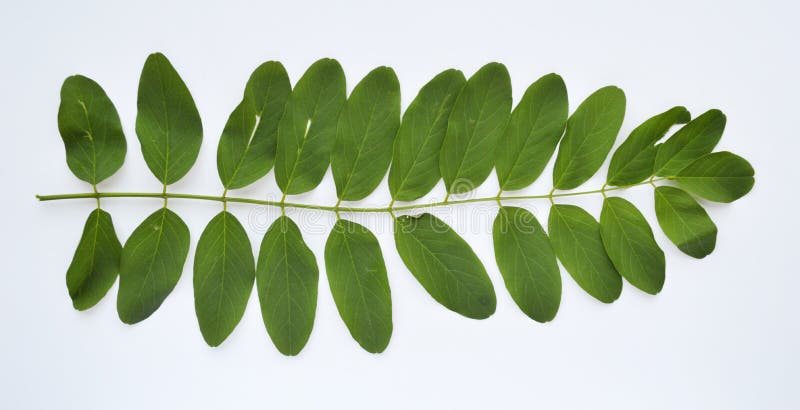 A Leaf of an Acacia Shrub stock photo. Image of pattern - 25105290