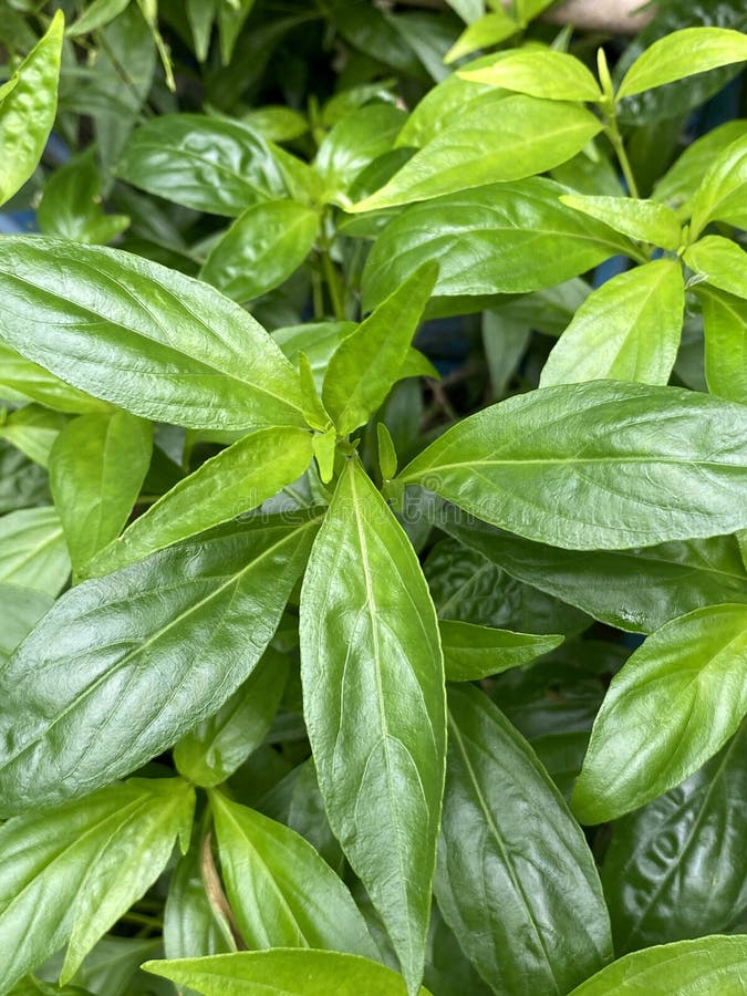 Green Leaf of a Andrographis Paniculata Plant Stock Photo - Image of ...