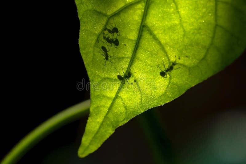 A Green Leaf with Ant Shadow, in Shallow Focus for Natural Background ...