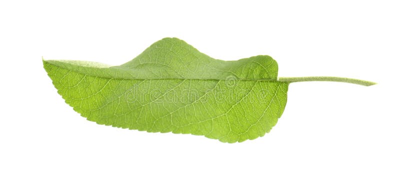 Green Leaf of Apple Tree Isolated Stock Image - Image of isolated ...