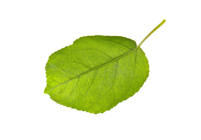 Green Leaf of Apple Tree Isolated Stock Image - Image of bright, garden ...