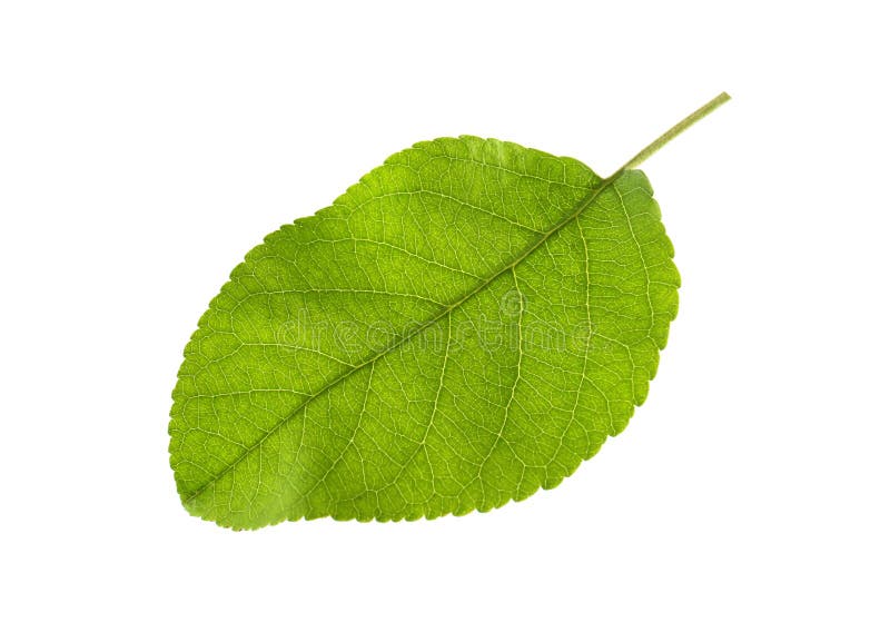Green Leaf of Apple Tree Isolated Stock Photo - Image of foliage ...