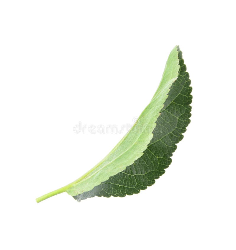Green Leaf of Apple Tree Isolated on White Stock Image - Image of ...