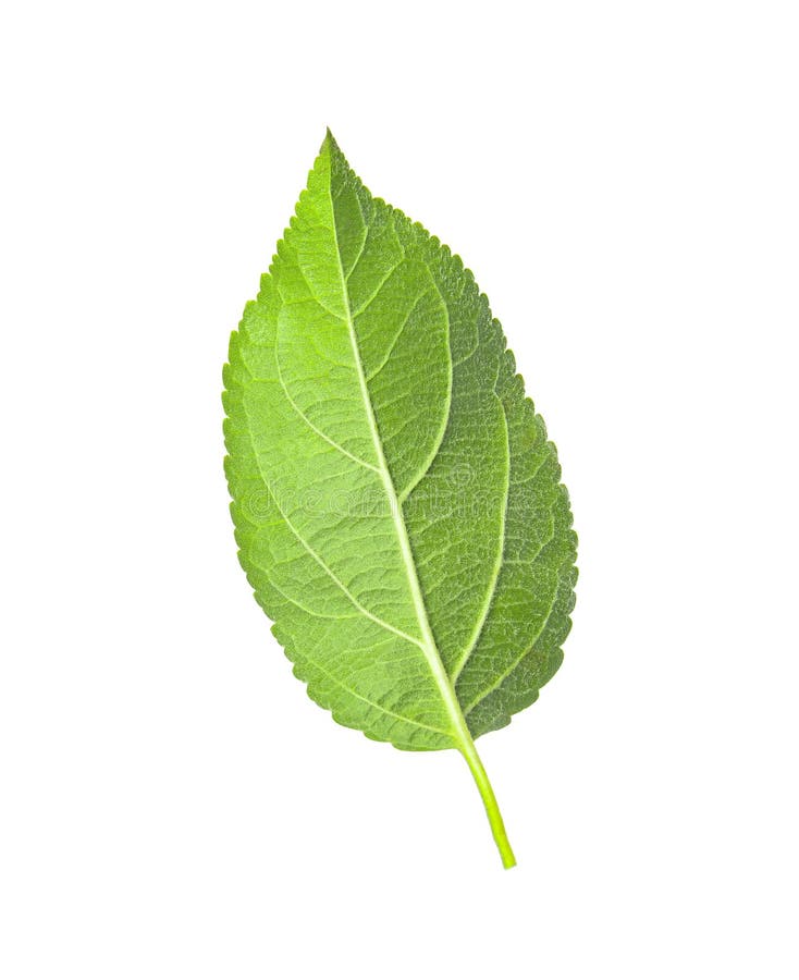 Green Leaf of Apple Tree Isolated on White Stock Photo - Image of green ...