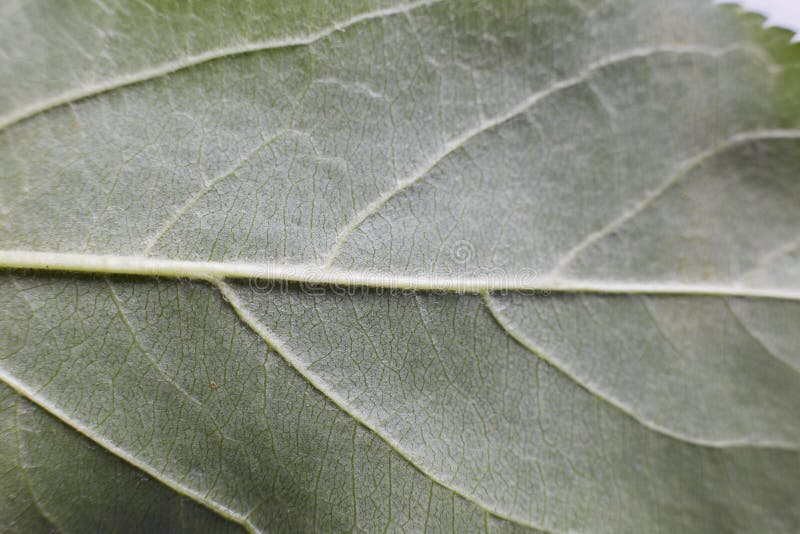The Green Leaf of an Apple Tree Taken in Close-up Shows the Texture of ...