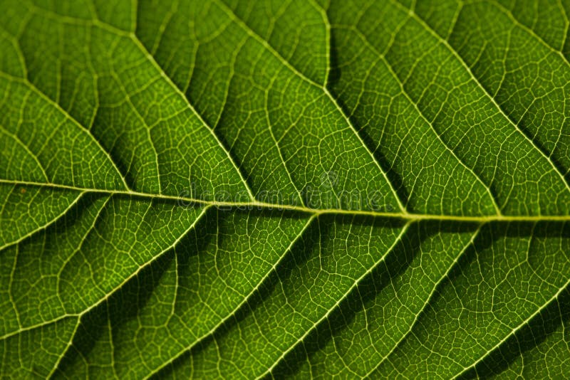 Leaf ribs and veins stock image. Image of shape, plant - 23709433