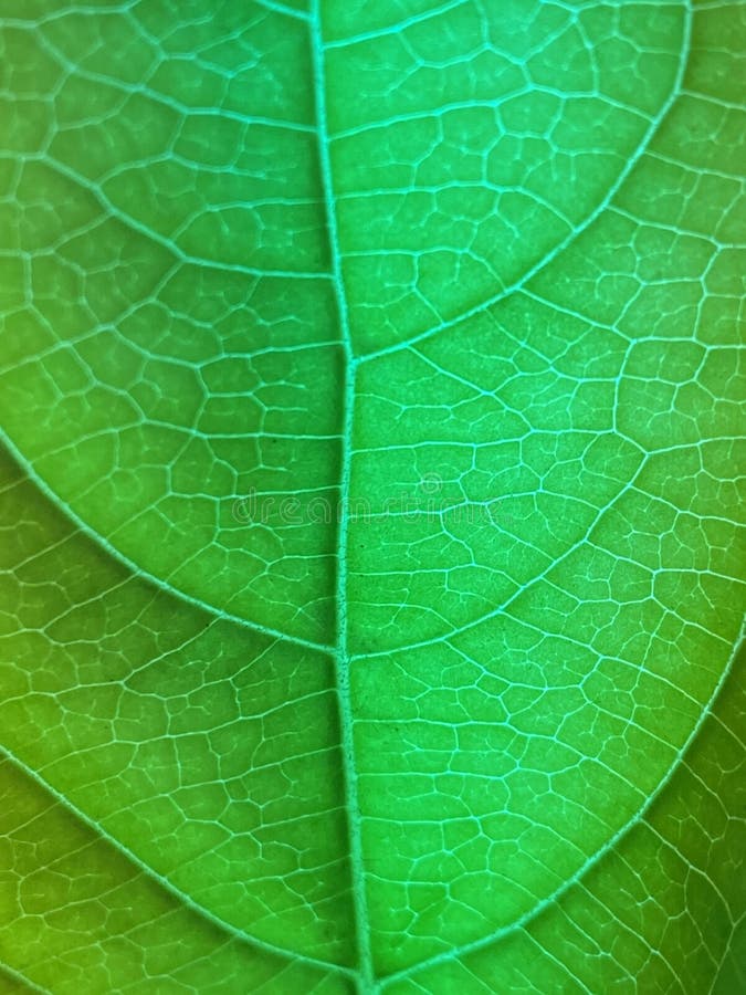 Green Leaf As Texture Illuminated with Different Lights Stock Image ...