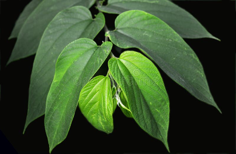 Green Leaf stock image. Image of leaf, premimum, details - 91680999